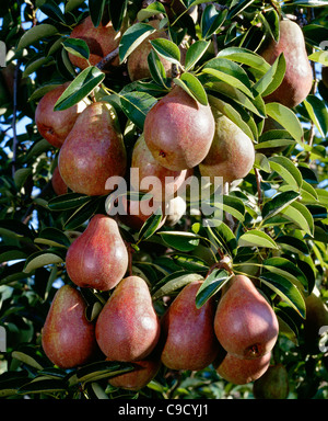 Red Bartlett pears grown in both northeast and northwest Stock Photo ...
