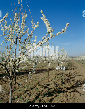 Friar plums in bloom Stock Photo - Alamy