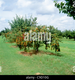 Blue Goose plums Stock Photo - Alamy