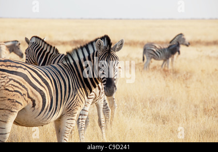 zebra crew in Etosha National Park,Namibia Stock Photo - Alamy
