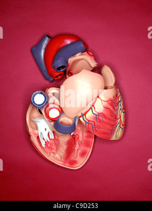 Realistic plastic human heart model Stock Photo - Alamy