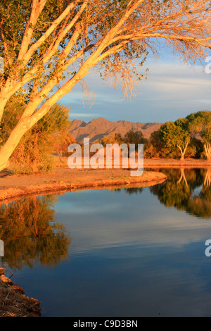 USA, Arizona, Yuma, Fortuna Pond at sunset Stock Photo - Alamy