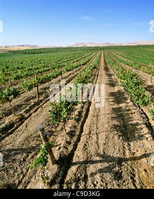 Drip irrigation in grape plantation system in the river Sao Francisco ...