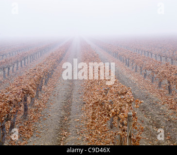 Unpruned grape vines in winter Stock Photo - Alamy