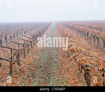 Unpruned grape vines in winter Stock Photo - Alamy