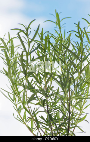 Close-up of fresh rosemary plant with green leaves Stock Photo - Alamy