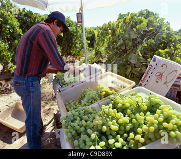 PACKING THOMPSON SEEDLESS TABLE GRAPES FRESNO CALIFORNIA Stock Photo ...