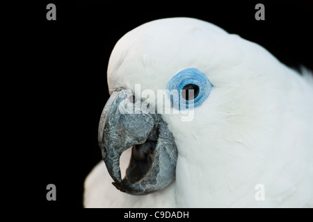 The blue-eyed cockatoo (Cacatua ophthalmica) is a large, mainly white ...