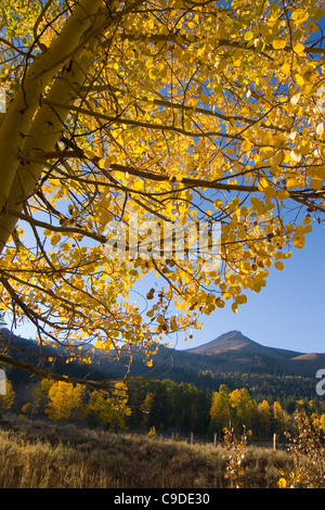 Aspen trees on a landscape, Hope Valley, California, USA Stock Photo ...