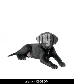 Working Black Lab Labrador Retriever sitting on white background Stock ...