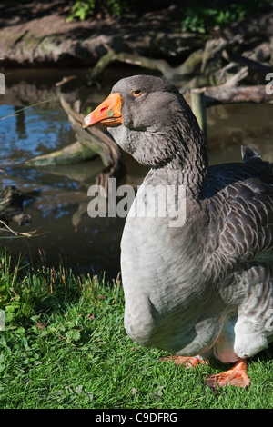 Toulouse goose with dewlap Stock Photo - Alamy