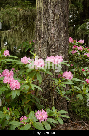 Rhododendron in the Olympic National Forest, Washington State Stock ...