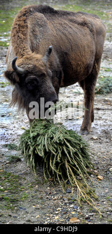 European Bison in Prague zoo got from their keepers popular yearly ...