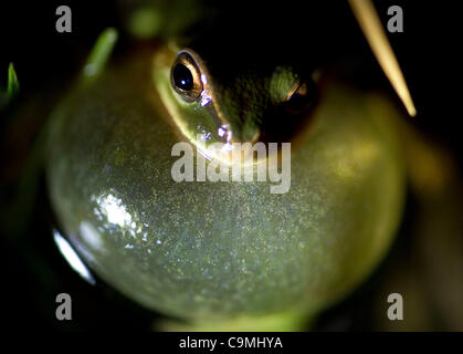 Jan. 25, 2012 - Roseburg, Oregon, U.S - A wild male Pacific tree frog ...