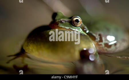 Jan. 25, 2012 - Roseburg, Oregon, U.S - A wild male Pacific tree frog ...