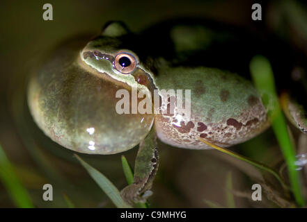 Jan. 25, 2012 - Roseburg, Oregon, U.S - A wild male Pacific tree frog ...