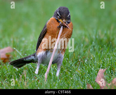 Feb. 16, 2012 - Roseburg, Oregon, U.S - An American robin struggles to ...