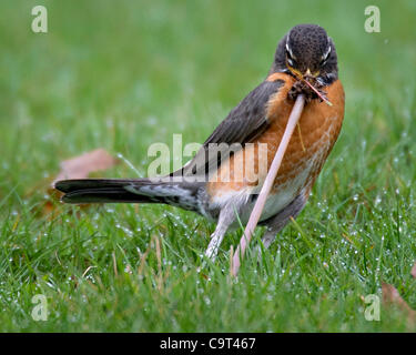 Feb. 16, 2012 - Roseburg, Oregon, U.S - An American robin struggles to ...