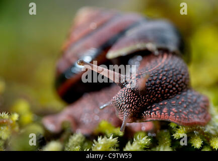 Feb. 20, 2012 - Roseburg, Oregon, U.S - A large Pacific sideband snail ...