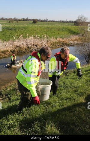 Environment Agency officers rescuing fish from the 9K long Maxey Cut ...