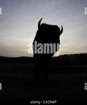 The European bison (Bison bonasus) seen in the Hateg-Slivut Bison ...