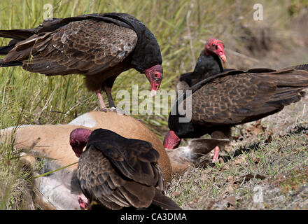 May 31, 2012 - Glide, Oregon, U.S - Turkey vultures feed on a road ...