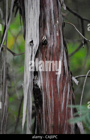 The bark of a Santa Cruz Island Ironwood, Lyonothamnus floribundus ssp ...