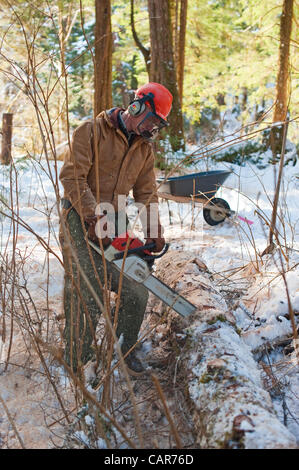 USDA Forest Service employee with chainsaw cutting felled hazard tree ...