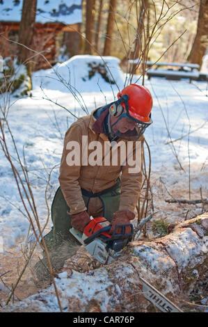 USDA Forest Service employee with chainsaw cutting felled hazard tree ...