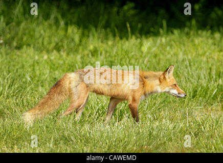 April 25, 2012 - Lexington, Kentucky, USA - A gray fox (urocyon ...