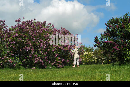 Brighton Sussex UK - The lilacs in full bloom at Withdean Park Brighton ...