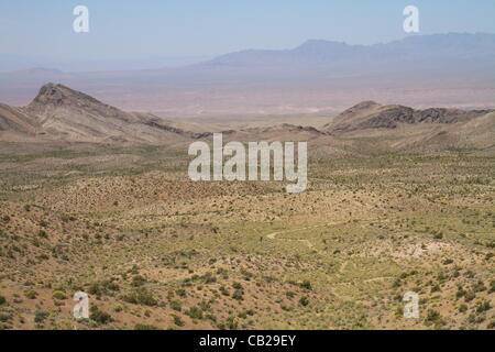 May 16, 2012 - Riverside, NV, U.S - Cow and calves at the VO Ranch ...