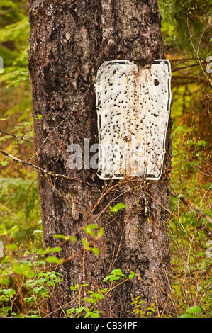 Bullet-riddled sign in forest Stock Photo - Alamy