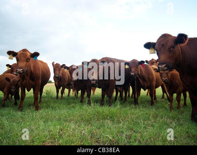 May 11, 2012 - Tolar, Texas, USA - May 13, 2012. Tolar, Tx. USA. A herd ...