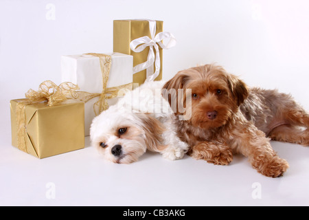 Cavalier King Charles Spaniel and Yorkiepoo dogs with Christmas gifts ...