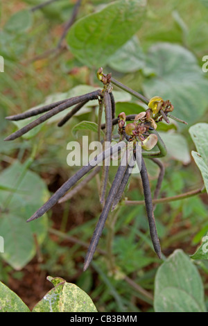 Mung bean green pods (Vigna radiata) and mung bean leaves on the mung ...
