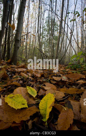 Sweet Chestnut coppice on misty november day, at Plantlife Reserve at ...