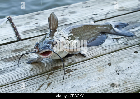 Brown Bullhead Catfish (Ameiurus nebulosus) in a transparent water ...