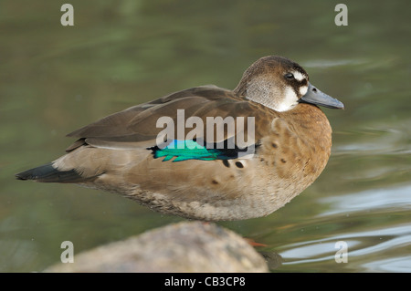 Brazilian teal / Brazilian duck (Amazonetta brasiliensis) drake / male ...