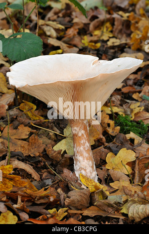 Trooping Funnel Fungus, Clitocybe geotropa, Tricholomataceae Stock ...