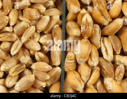 Canadian Western red spring milling wheat grain used in bread flour ...