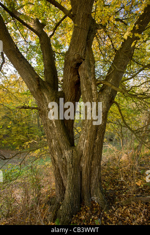 Field Maple Acer campestre coppiced trunk growing in ancient woodland ...