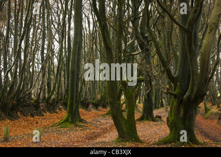 Old beech trees along the Macmillan Way West footpath, at Great Hill ...
