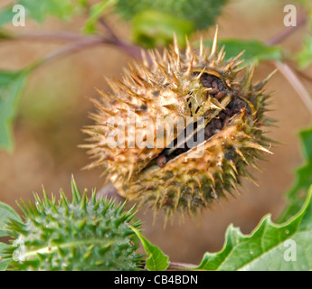 Thornapple thorn apple thorn-apple poisonous plant also known as Jimson ...