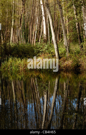 Quaking Aspen or Trembling Poplar (Populus tremuloides) and other ...