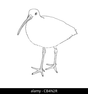 Eurasian Curlew, bird. Vector illustration Stock Photo - Alamy