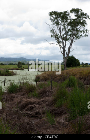Mary river in Mary Valley - Queensland Australia Stock Photo - Alamy