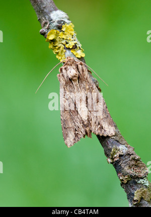 Dark arches moth (Apamea monoglypha) camouflaged against tree bark. The ...