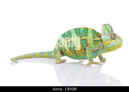 Close-up of big chameleon sitting on a white background Stock Photo - Alamy