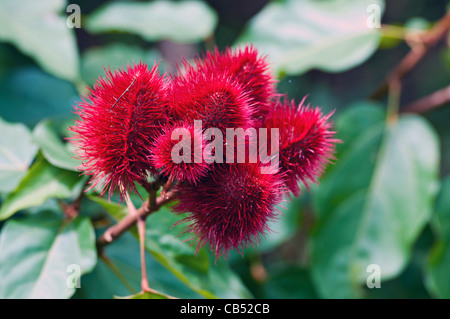 Lipstick tree pod (Bixa Orellana) at Cedar Point Environmental Reserve ...